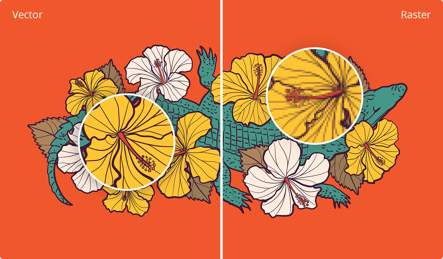 The Article Explains What Vector Graphics Are Amadine Useful Articles