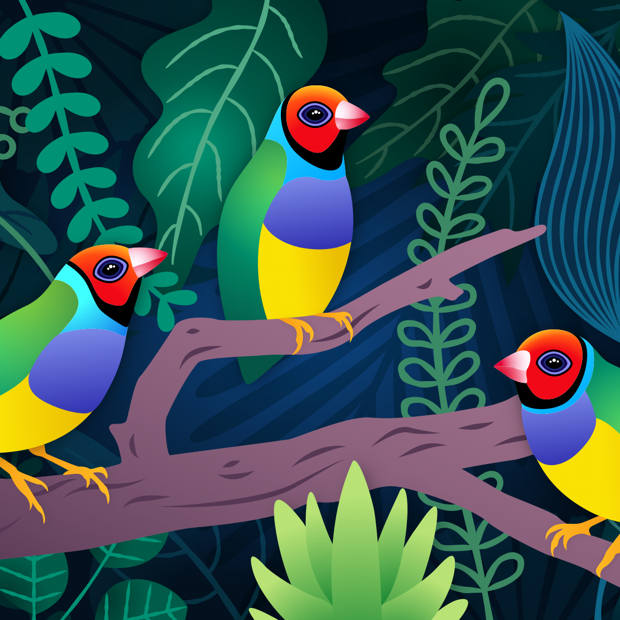 Vector Graphic Design Software for Mac, iPad and iPhone – Amadine